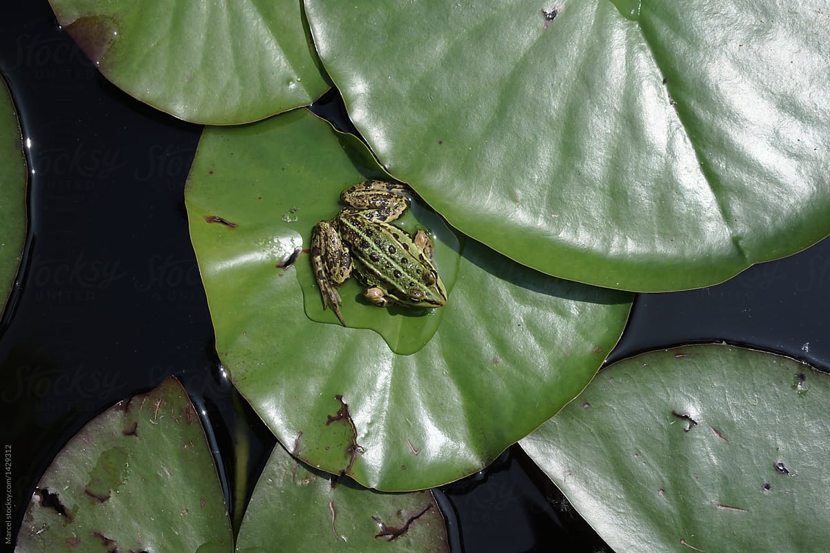 "Frog On Water Lily Leaves" by Stocksy Contributor "Marcel" - Stocksy