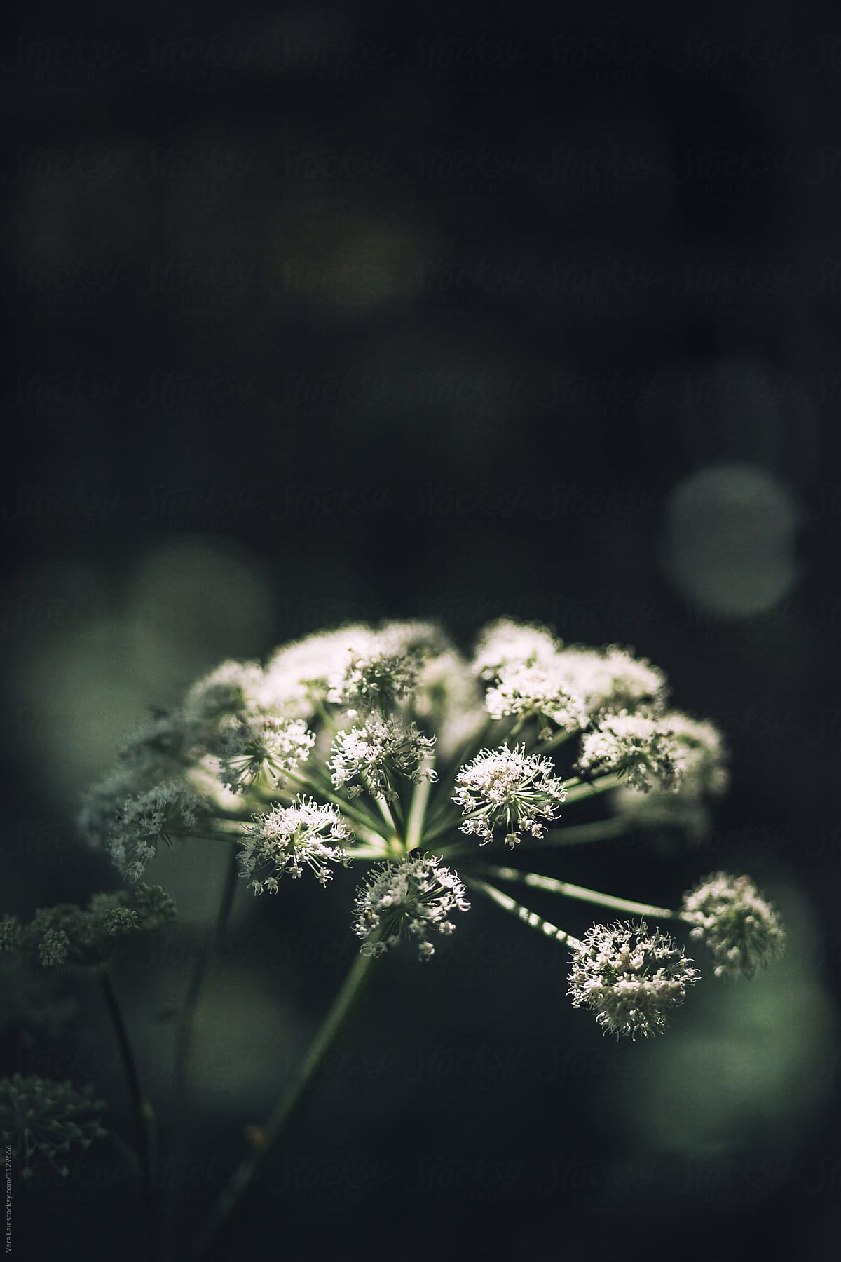 "Close-up Of Growing Plant In Sunlight" by Stocksy Contributor "Vera ...
