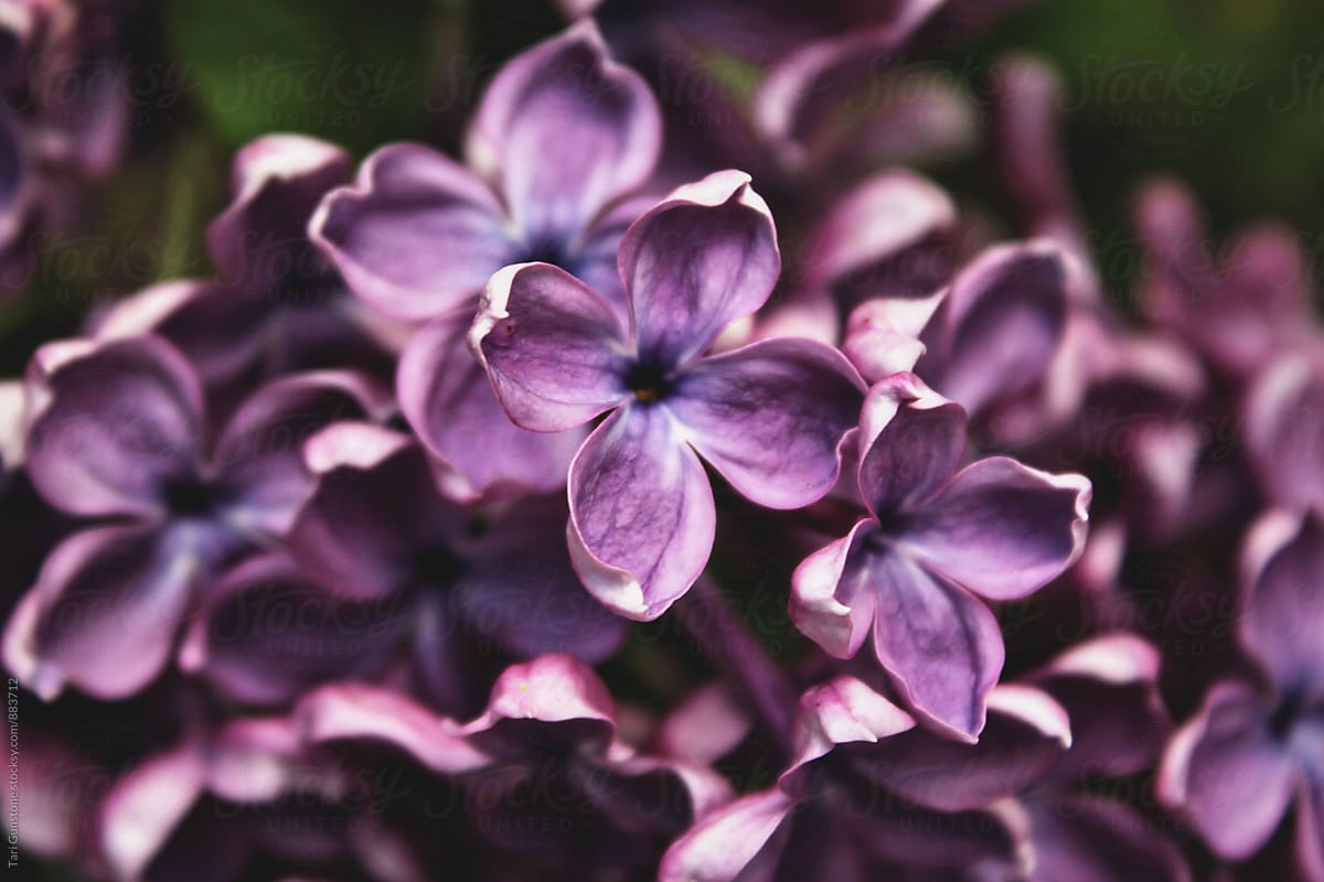 "Purple Lilac" by Stocksy Contributor "Tari Gunstone" - Stocksy