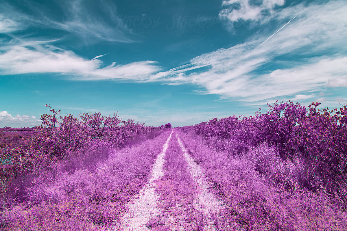  Dirt Road To Nowhere By Stocksy Contributor Adam Nixon Stocksy