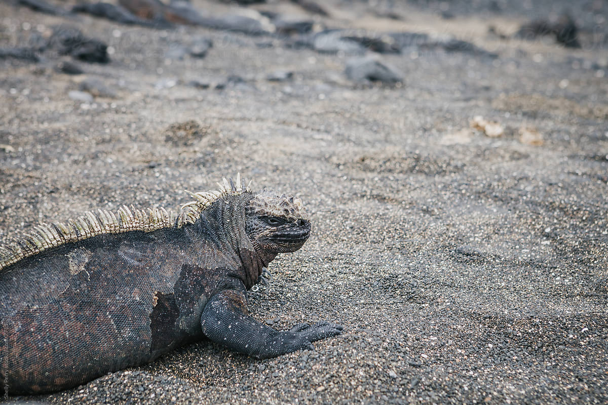 "Iguana" by Stocksy Contributor "Shelly Perry" - Stocksy