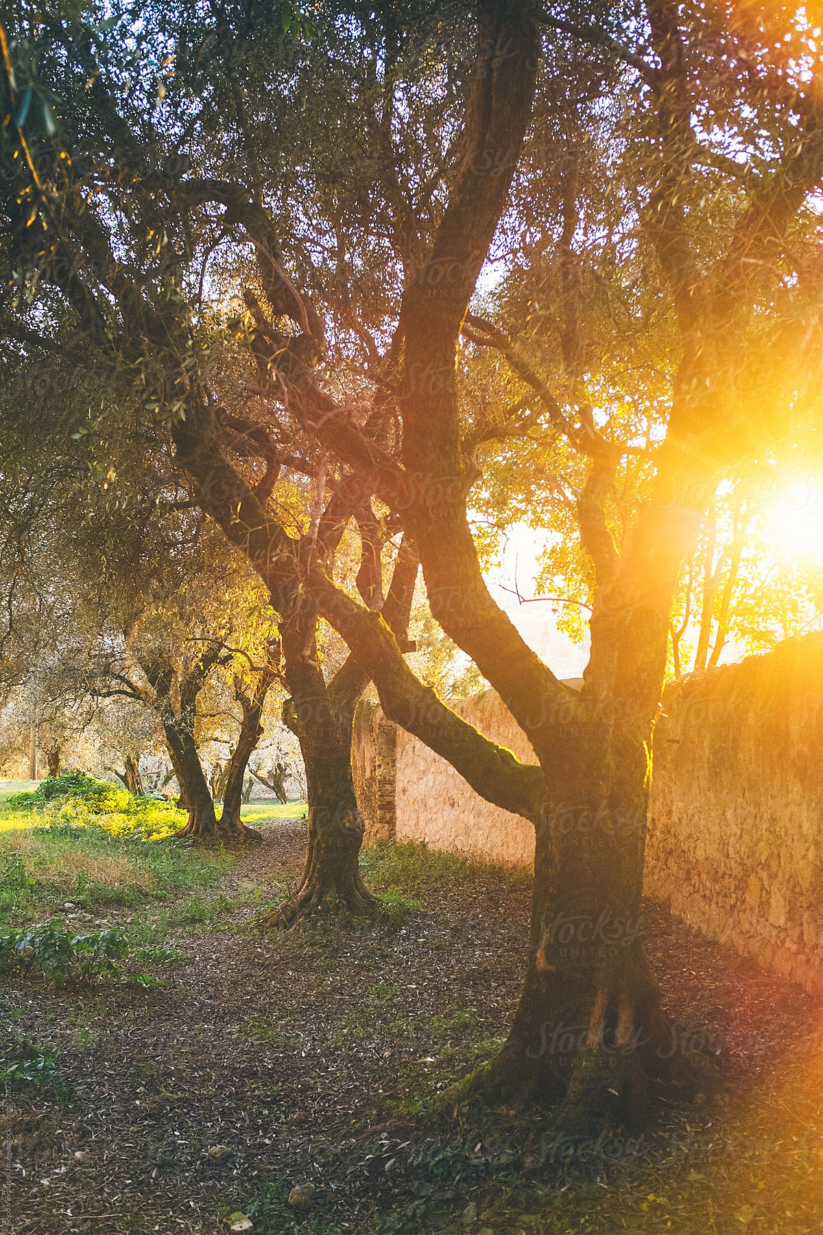 "Olive Trees At Sunset" by Stocksy Contributor "Vero." - Stocksy
