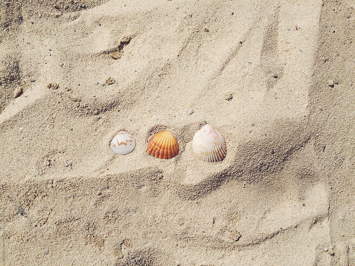 "Seashells At Jumeira Beach In Dubai" by Stocksy Contributor "Nemanja ...