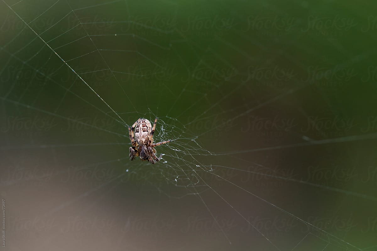 "Macro Catch Of Spider On Its Web" by Stocksy Contributor "Laura Stolfi ...