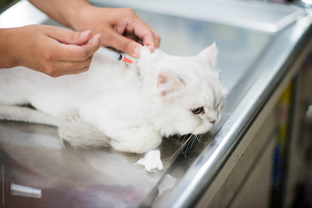 "Vet Giving White Crouching Cat A Shot" by Stocksy Contributor "Lawren ...
