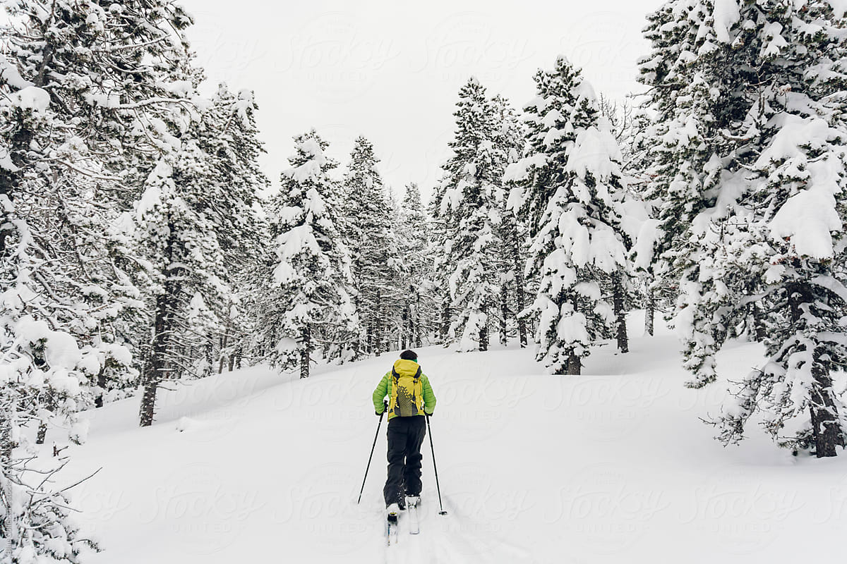 "Skier Ski Touring Through The Snowy Trees" by Stocksy Contributor ...