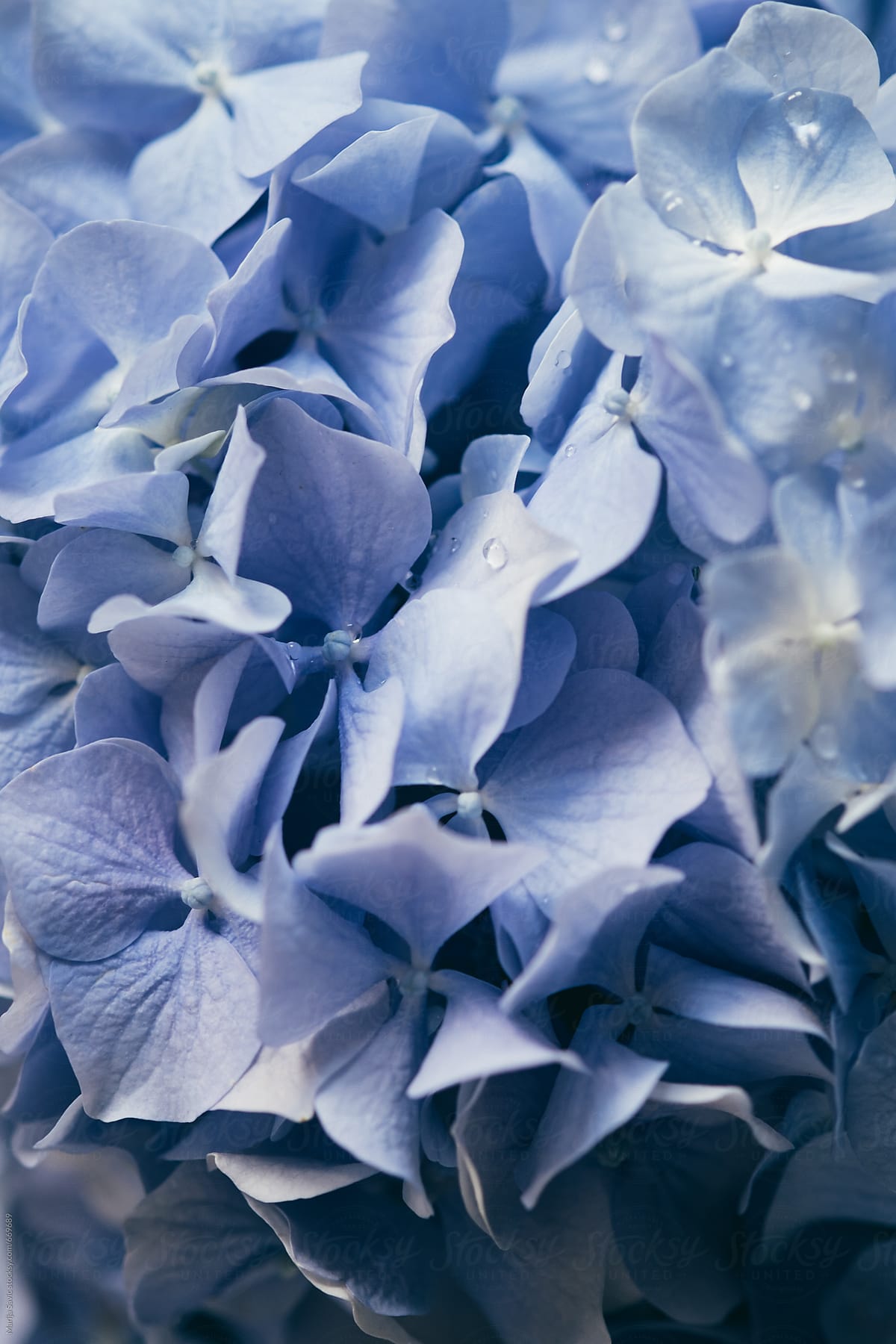 "Hydrangea Flower In Close Up" by Stocksy Contributor "Maia Images ...