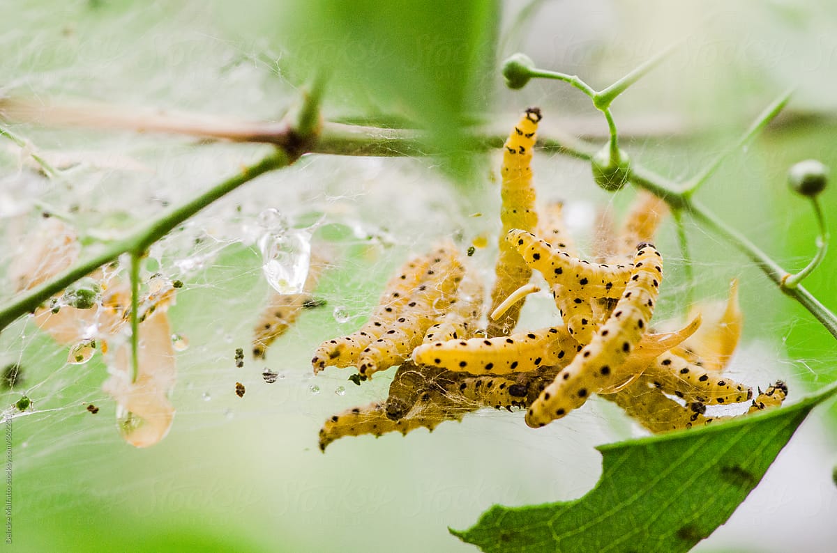 "Web-spinning Sawfly Lavae In A Web" by Stocksy Contributor "Deirdre ...
