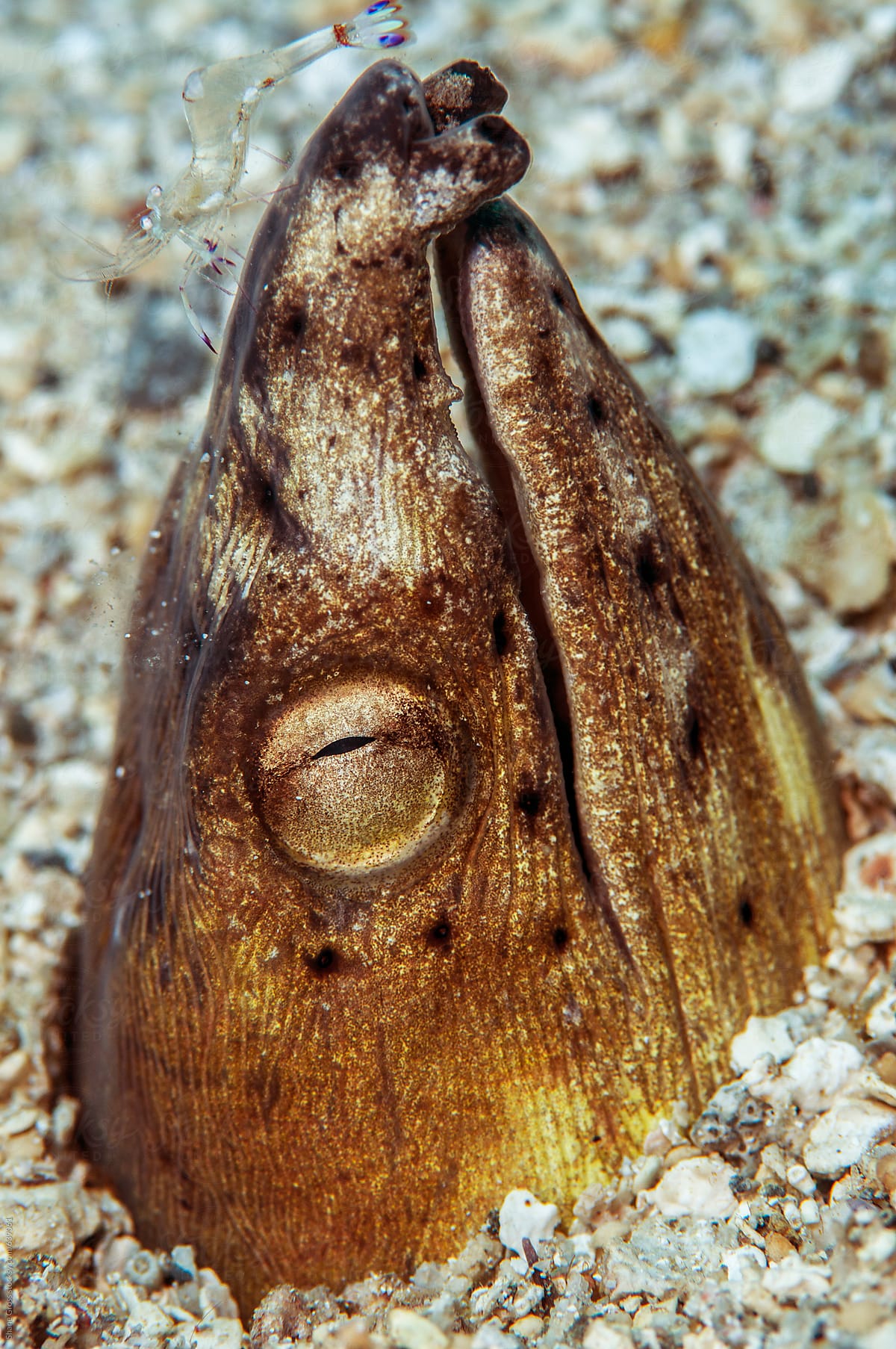 "Snake Eel With Cleaner Shrimp" by Stocksy Contributor "Shane Gross ...