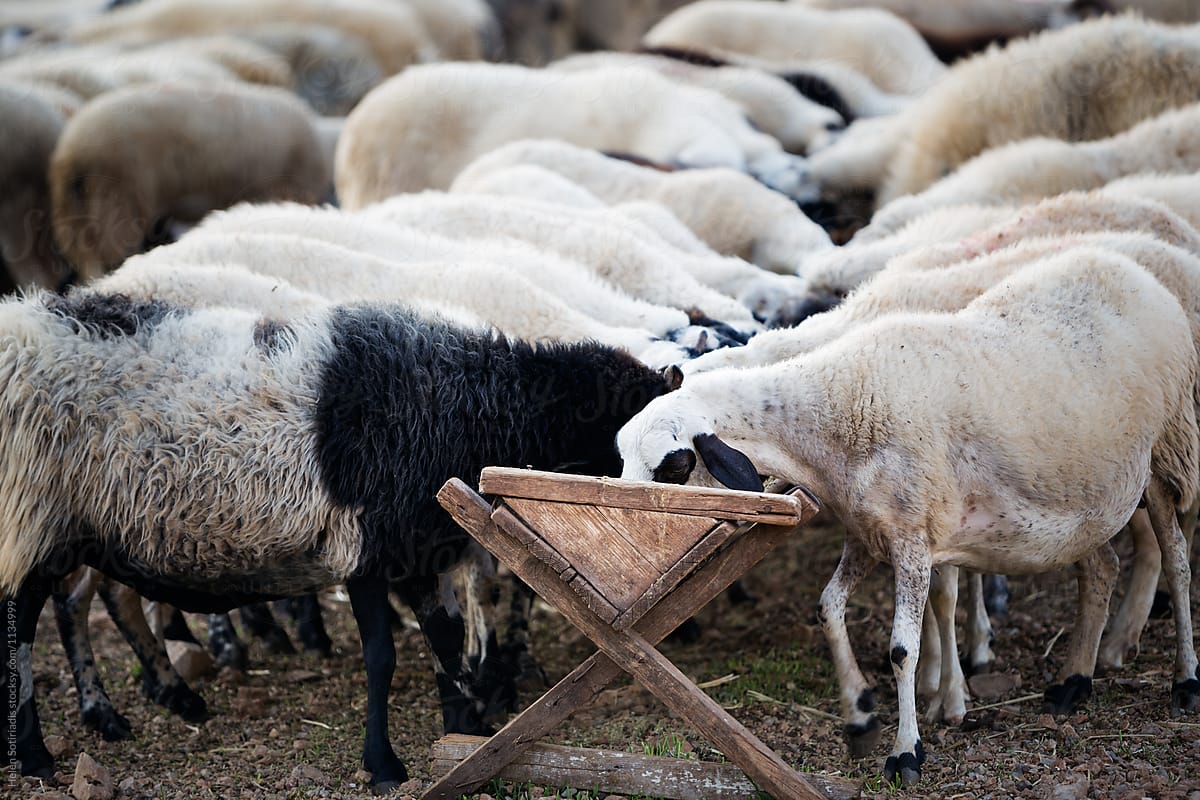 "Sheep Feeding At A Farm" by Stocksy Contributor "Helen Sotiriadis ...