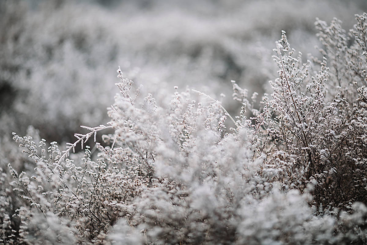 "Frozen Nature" by Stocksy Contributor "Jovana Rikalo" - Stocksy