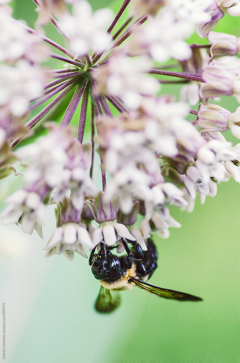 "Bumblebee Getting Pollen From A Milkweed Flower" by Stocksy ...