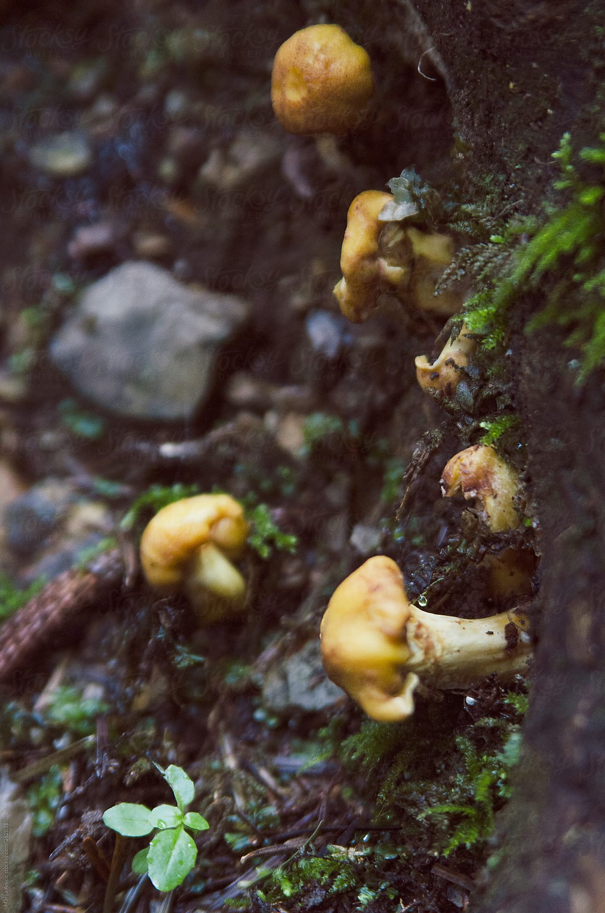 "Mushrooms In The Forest" by Stocksy Contributor "Marija Anicic" - Stocksy