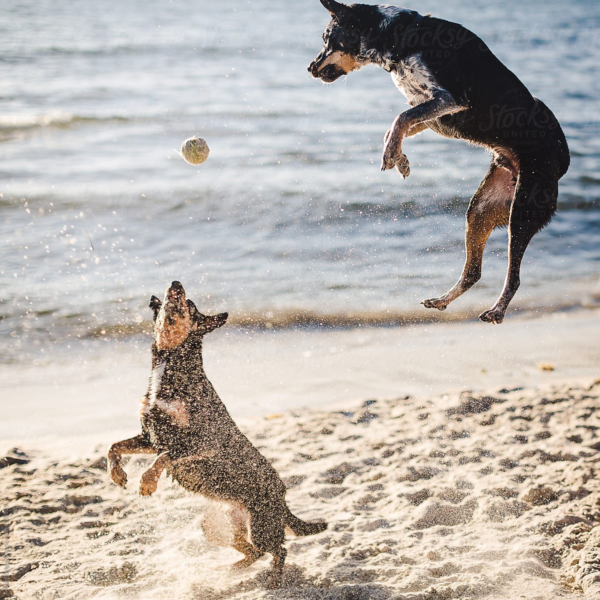 "Dogs Playing With A Ball On The Beach" by Stocksy Contributor "Mauro ...