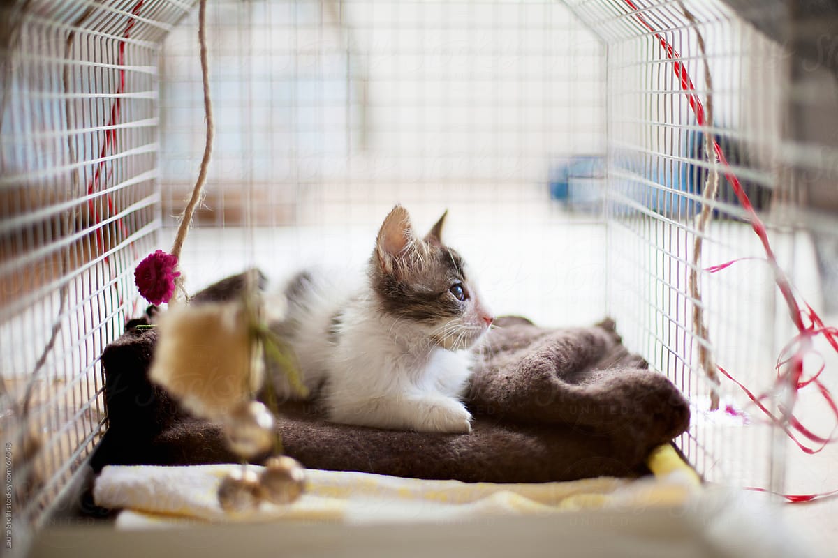 "Recovering Kitty Cat" by Stocksy Contributor "Laura Stolfi" - Stocksy