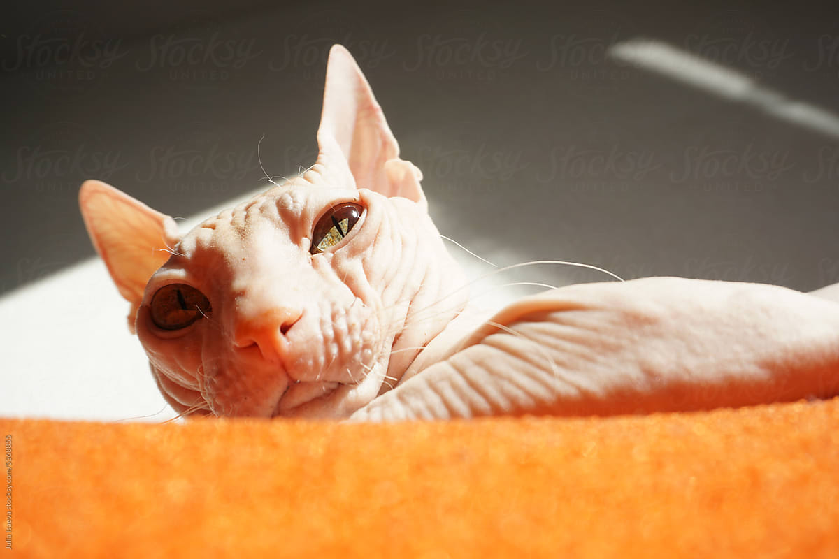 Cute Hairless Cats