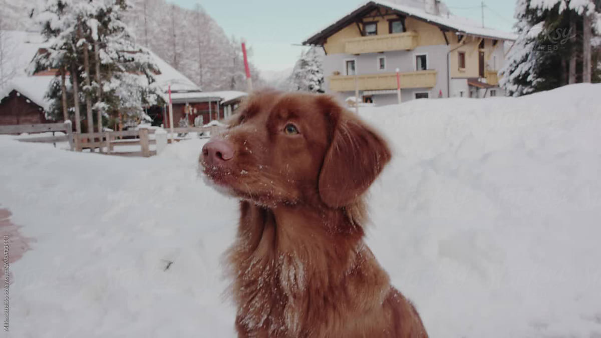 "Dog Hunting In Deep Snow Of Suburbs" by Stocksy Contributor "Milles ...