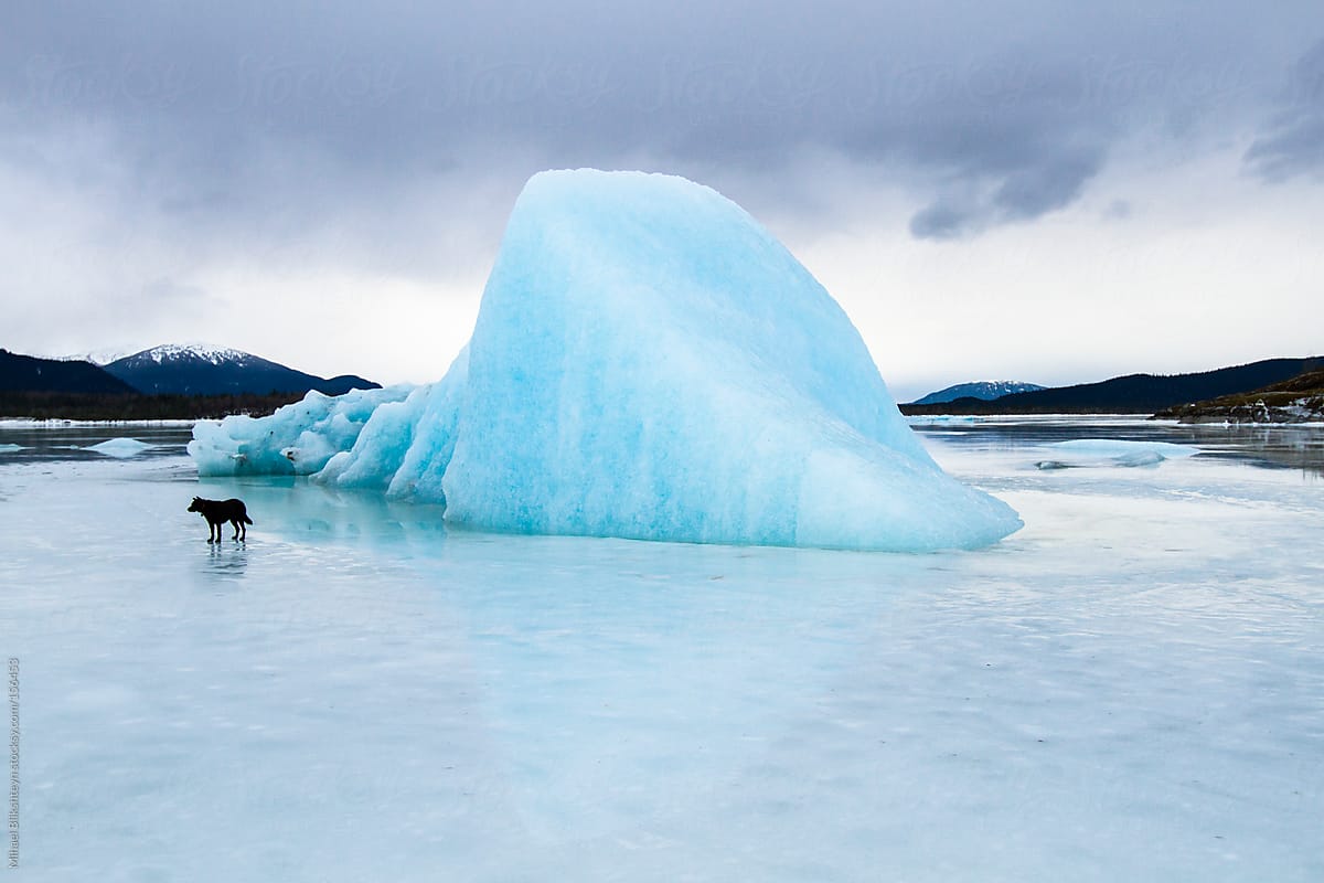 "Dog On A Frozen Lake By An Iceberg" by Stocksy Contributor "Misha ...