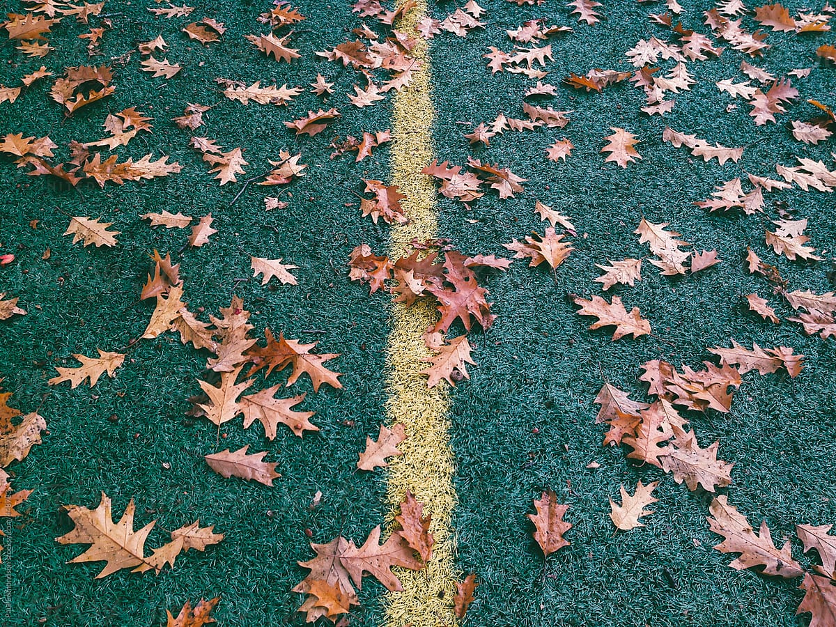 "Autumn Oak Leaves On Athletic Sports Field" by Stocksy Contributor ...