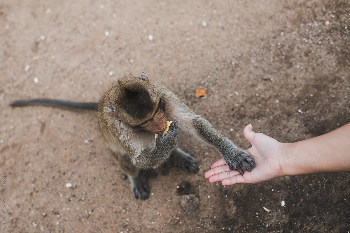 "Monkey In The Old Temple" by Stocksy Contributor "Chalit Saphaphak ...