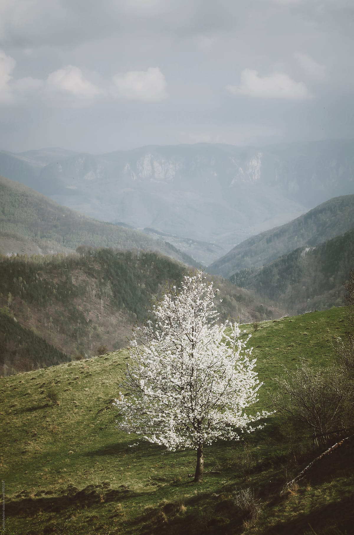 "White Tree In Bloom In Spring" by Stocksy Contributor "Cosma Andrei ...