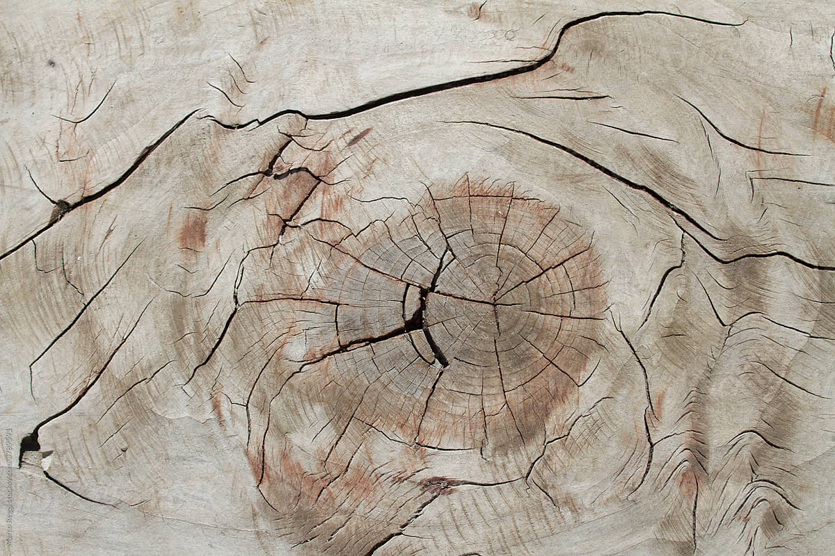 "Wood Veins" by Stocksy Contributor "Marco Reggi" - Stocksy