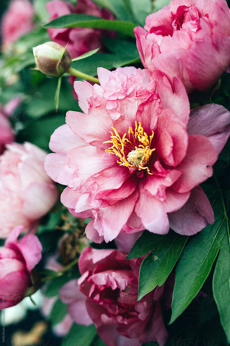 "Large Tree Peony Bloom" by Stocksy Contributor "Kelly Knox" - Stocksy