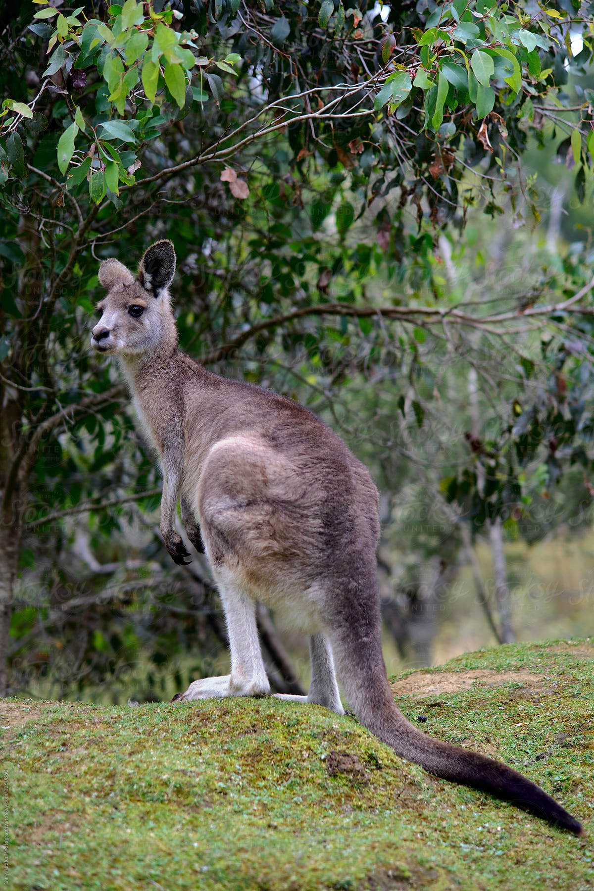 "Eastern Grey Kangaroo Standing In Front Of Eucalyptus Tree" by Stocksy ...