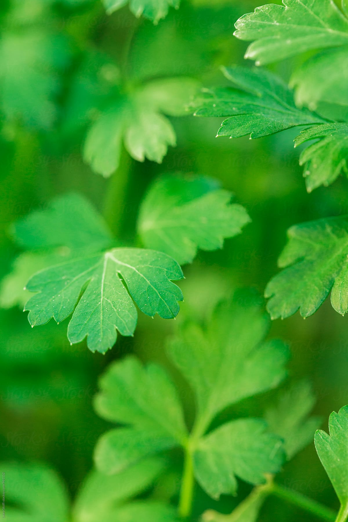 "Close Up Of Fresh Organic Parsley Growing In Vegetable Garden" by ...
