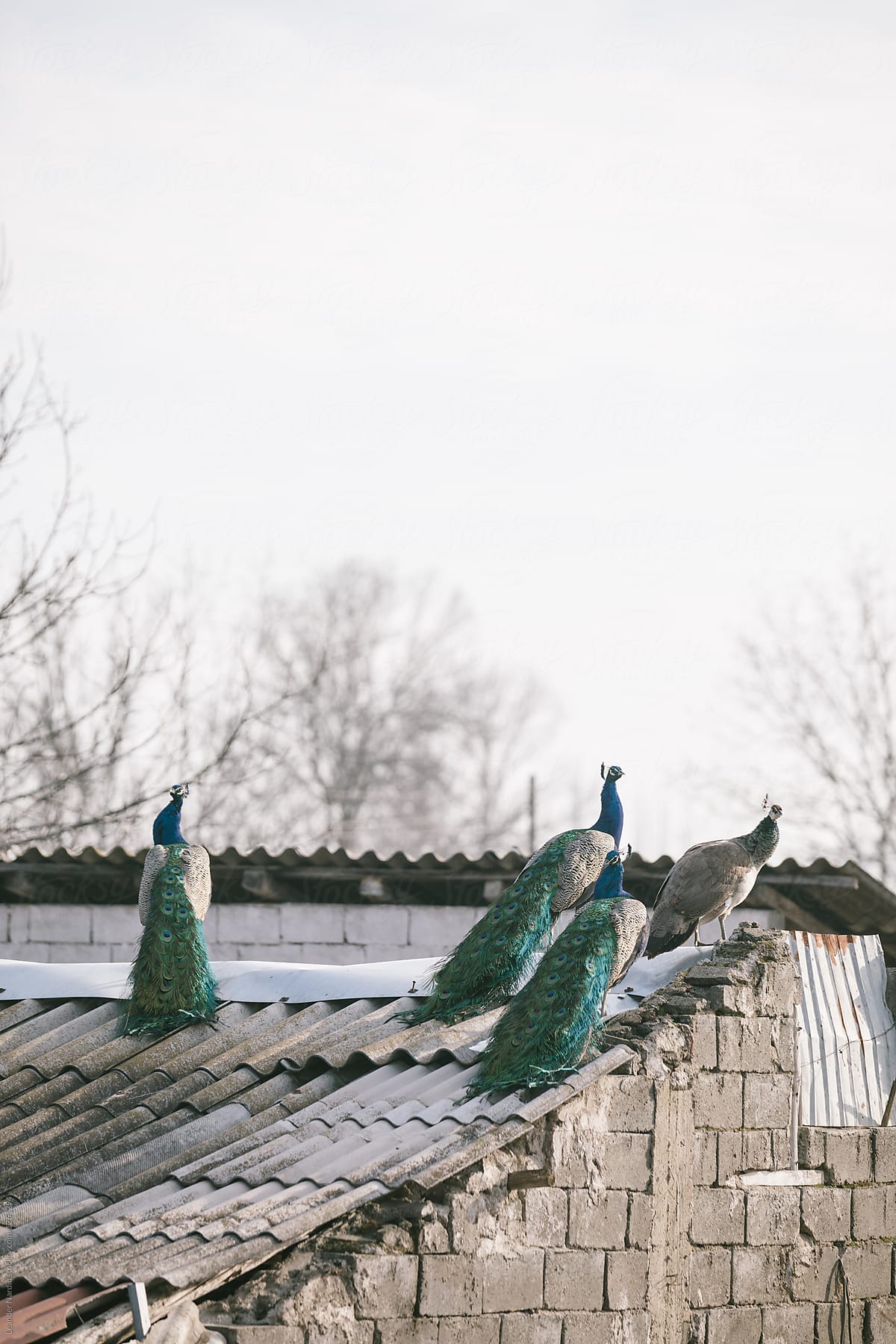 "Four Peacocks On Top Of A Roof Of An Old Abandoned House" by Stocksy ...