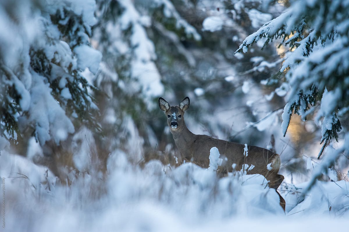 "Roebuck" by Stocksy Contributor "Gabriel Ozon" - Stocksy