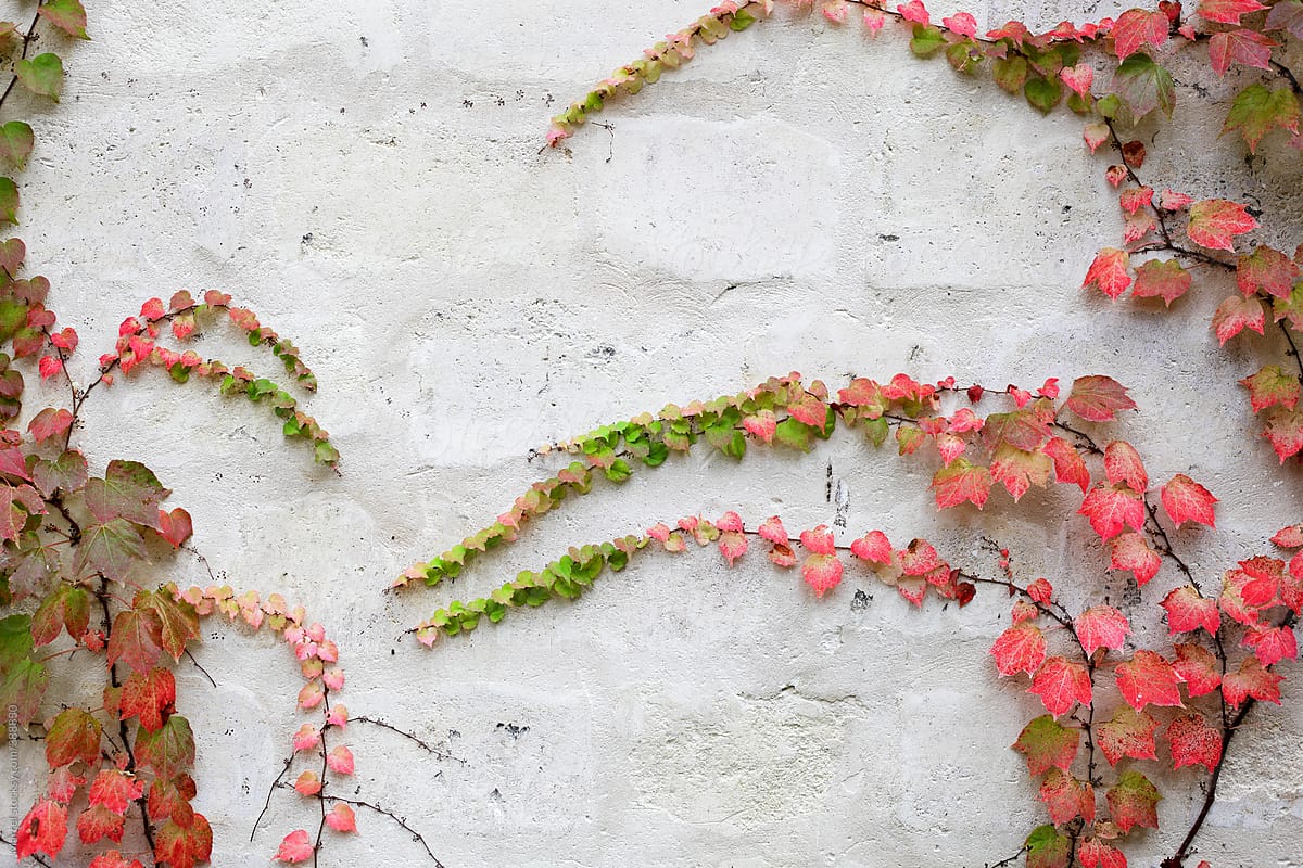 "Vine In Fall On A Wall" by Stocksy Contributor "Marcel" - Stocksy