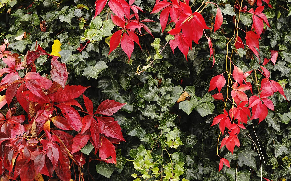 "Vine Mix" by Stocksy Contributor "Marcel" - Stocksy