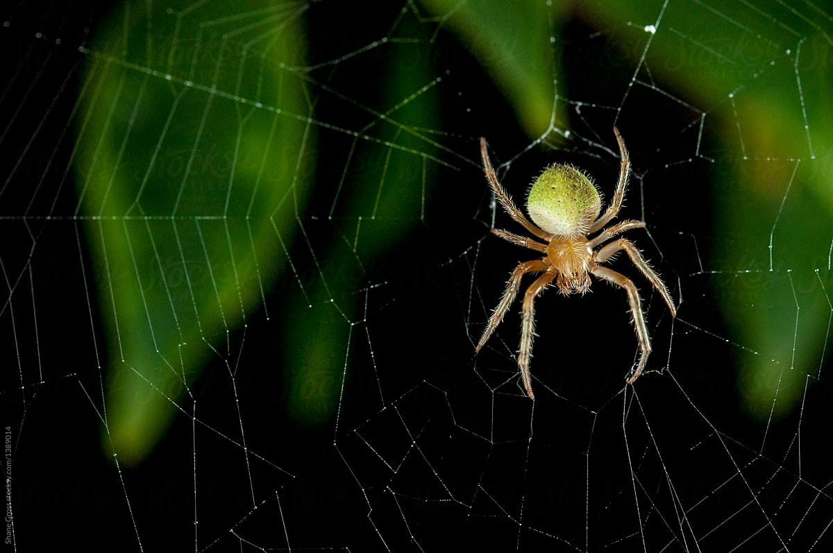 "Orb Weaver Spider" by Stocksy Contributor "Shane Gross" - Stocksy