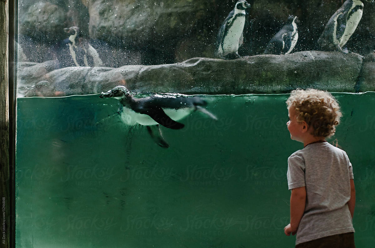 "Toddler And Penguins" by Stocksy Contributor "Ali Deck" - Stocksy