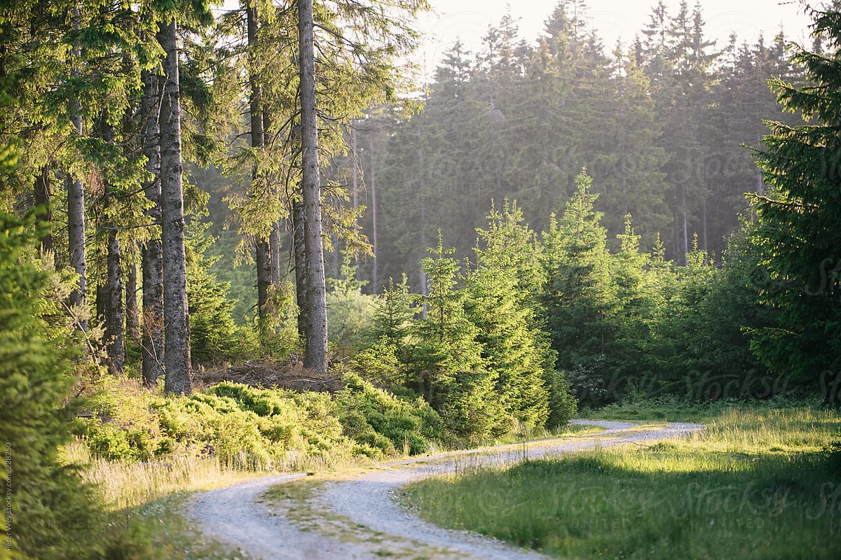 "Sunny Trail Inside Black Forest" by Stocksy Contributor "Peter Wey ...