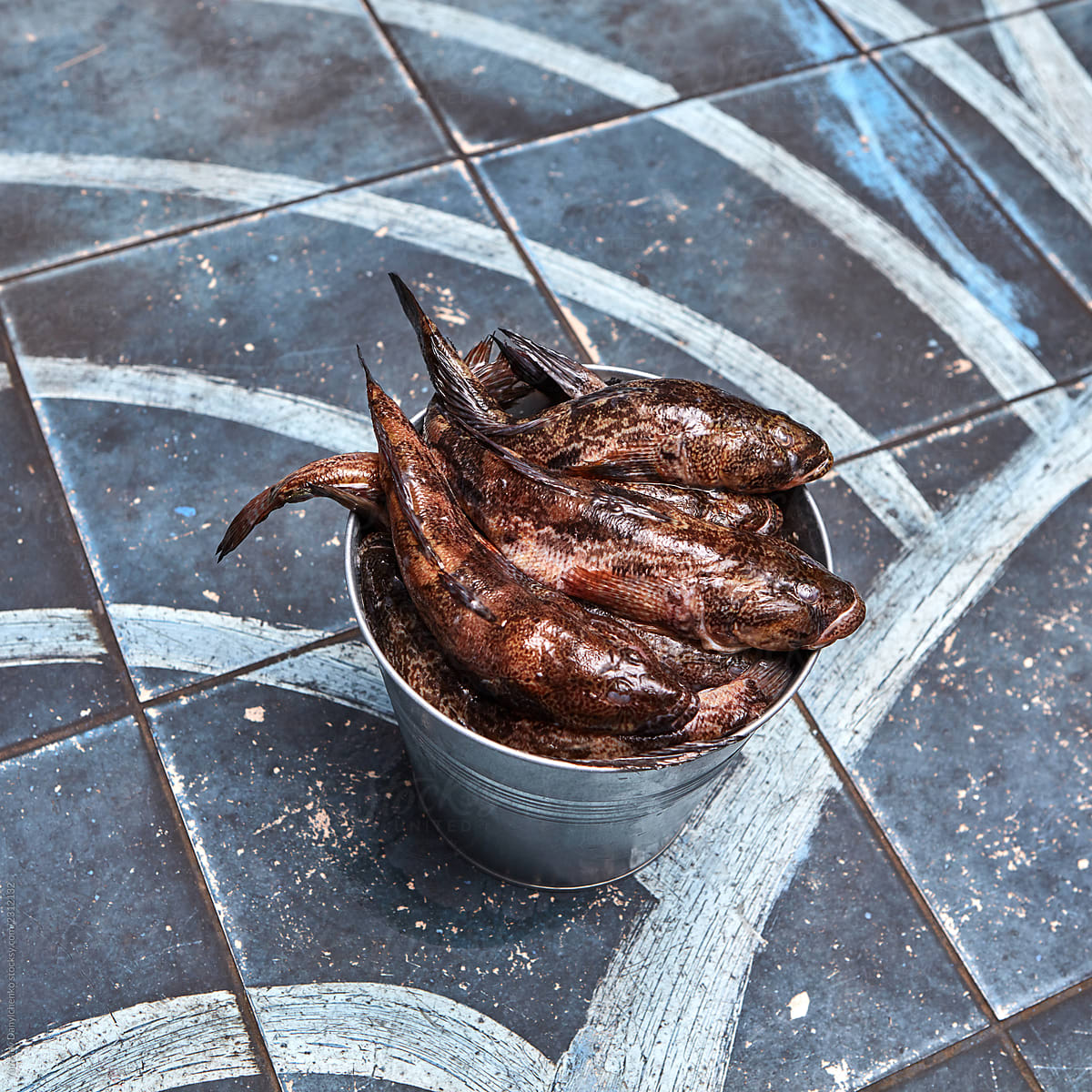 "In Metal Bucket Raw Fish Gobiidae Presented On Tile" by Stocksy ...