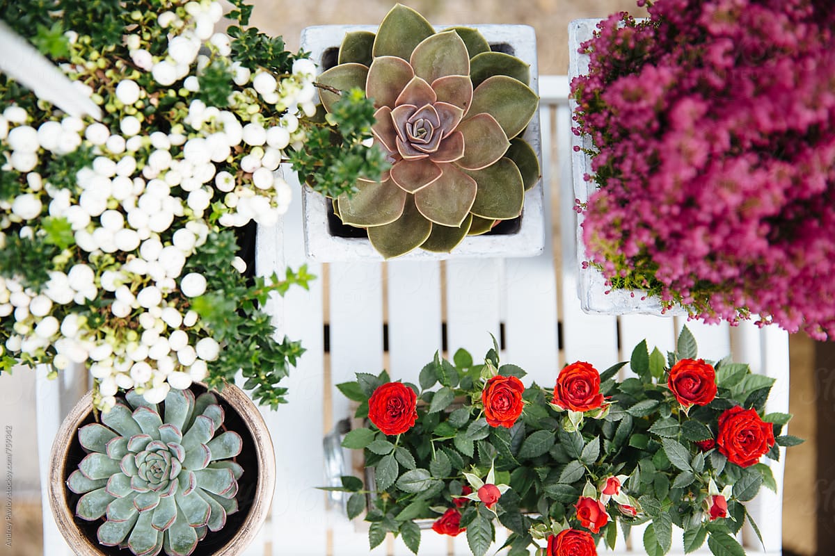 "Colored Houseplants From Above" by Stocksy Contributor "Andrey Pavlov ...
