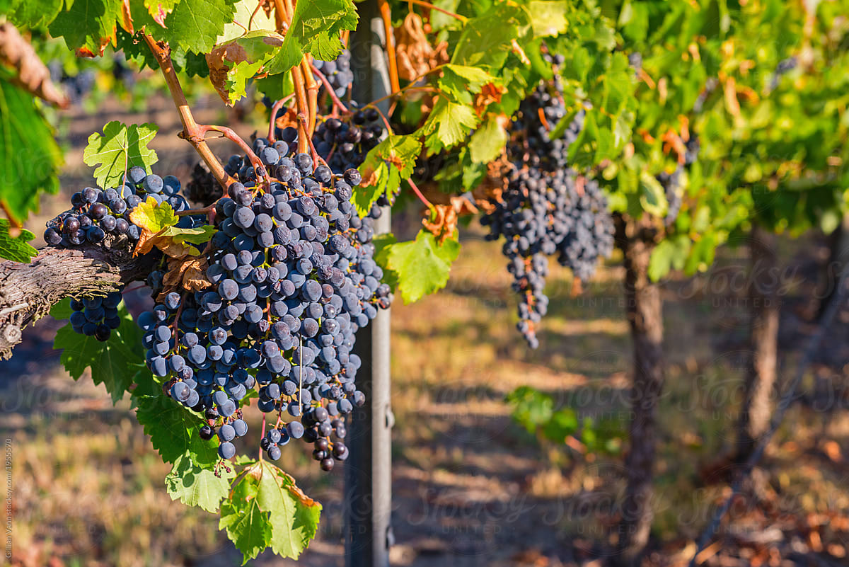 "Grapes On The Vine" by Stocksy Contributor "Gillian Vann" - Stocksy