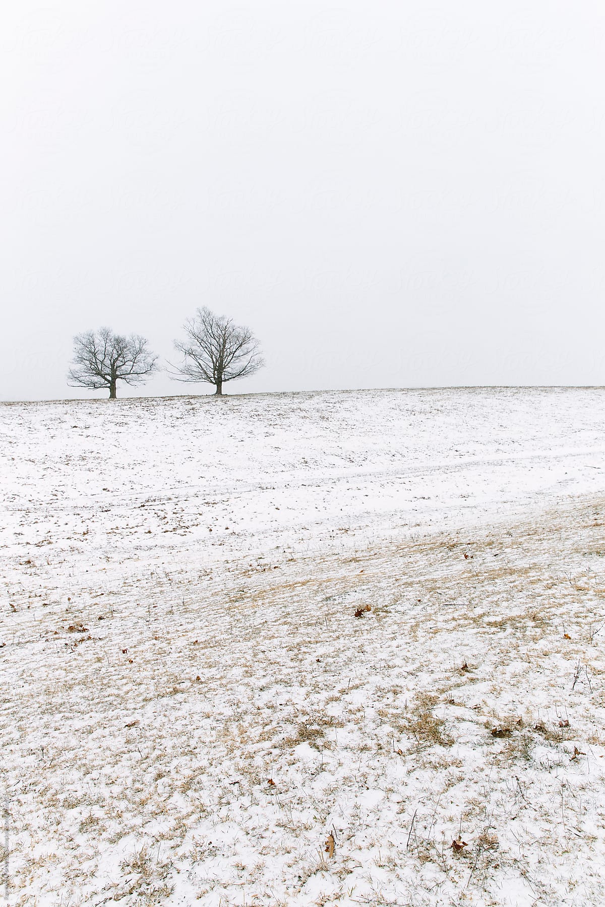 "Rural Winter Scene In Massachusetts" by Stocksy Contributor "Raymond ...