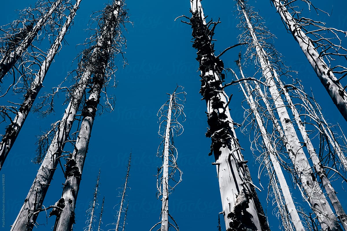 "Remains Of Fire Damaged Trees In National Forest" by Stocksy ...
