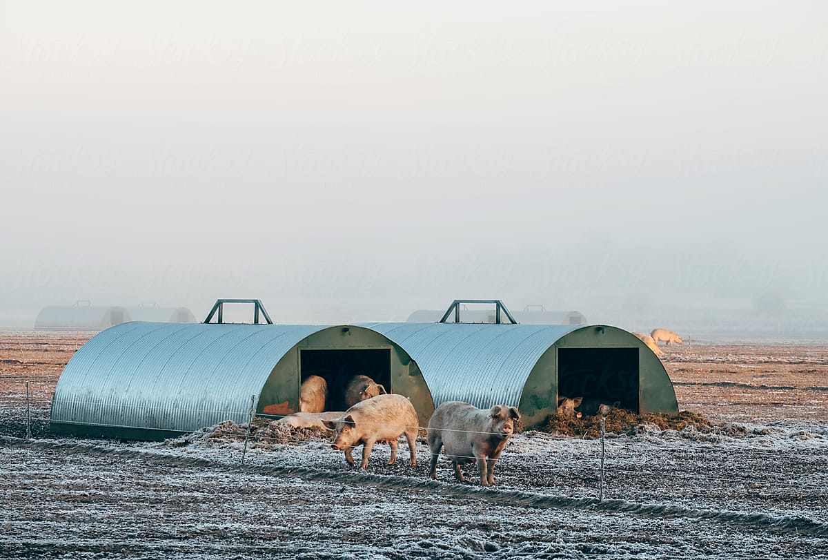 "Pig Farm On Frost And Fog At Sunrise. Norfolk, UK." by Stocksy ...