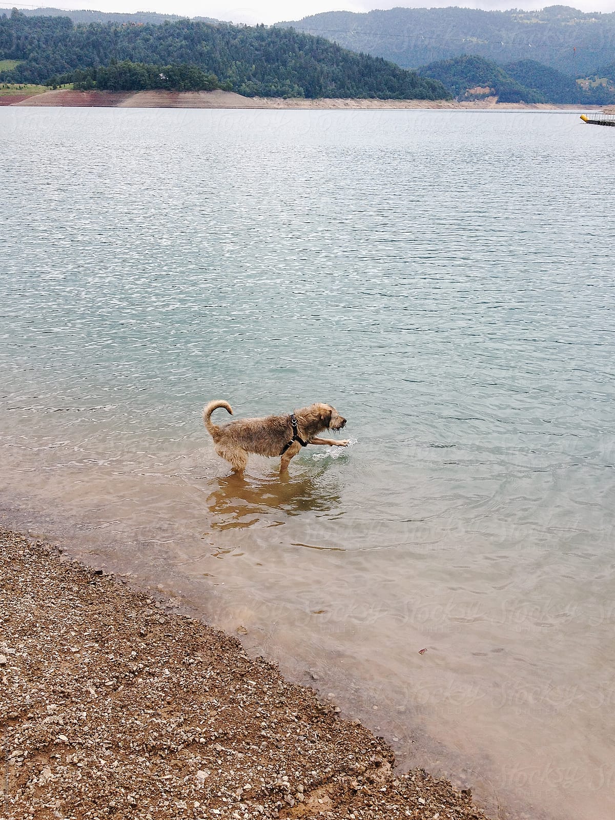 "Dog In The Lake" by Stocksy Contributor "Marija Kovac" - Stocksy