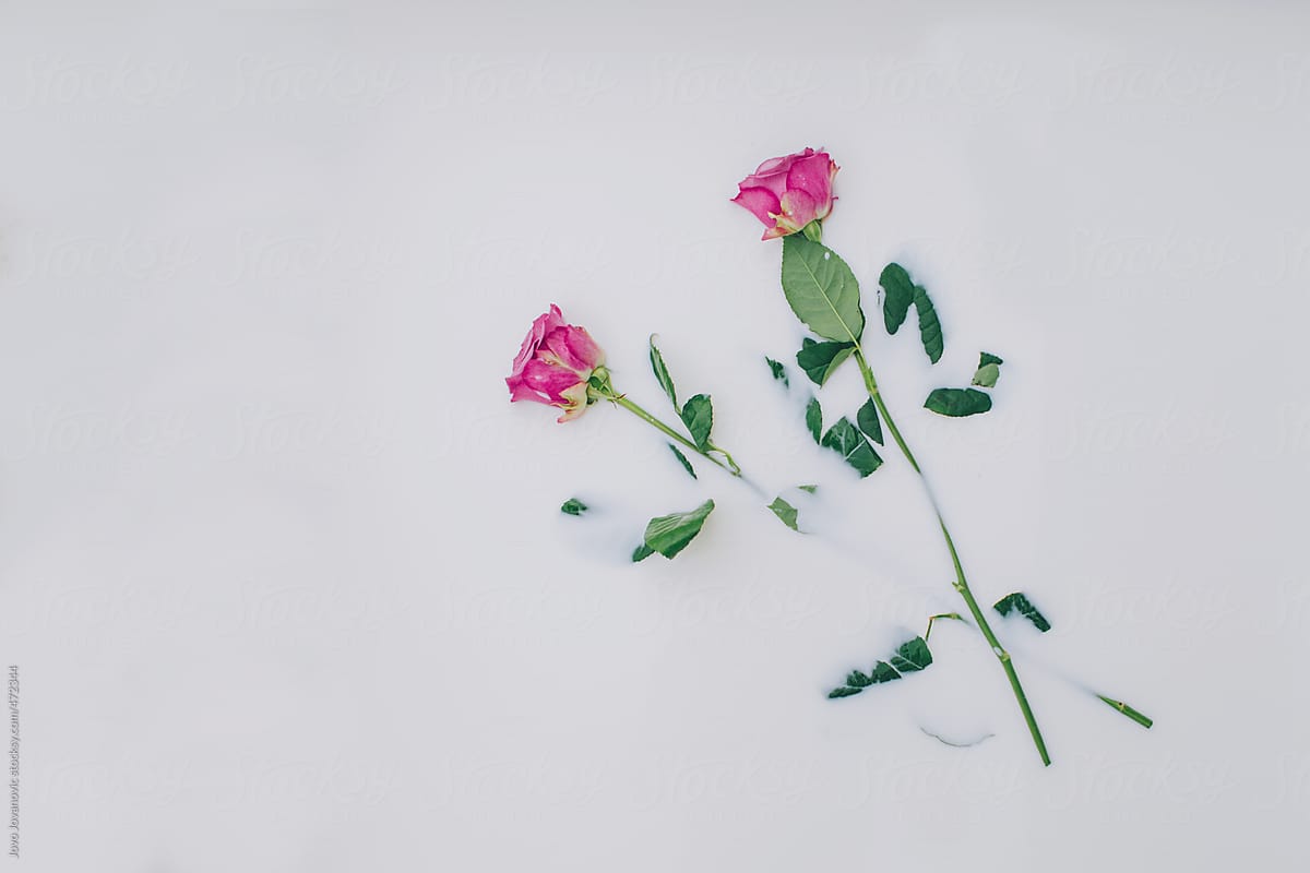 "Two Roses In Milk" by Stocksy Contributor "Jovo Jovanovic" - Stocksy