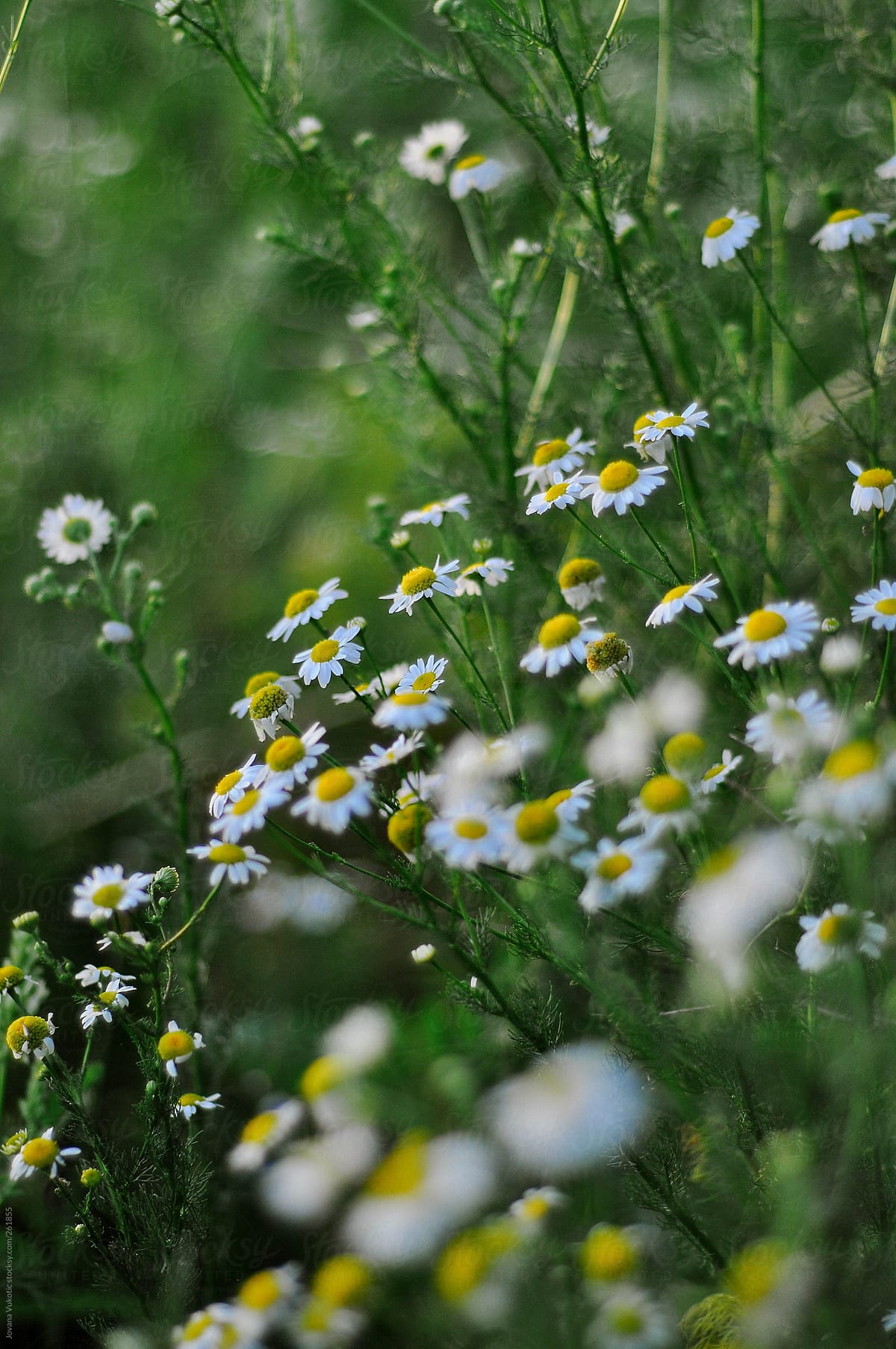 "Chamomile Flowers" by Stocksy Contributor "Jovana Vukotic" - Stocksy