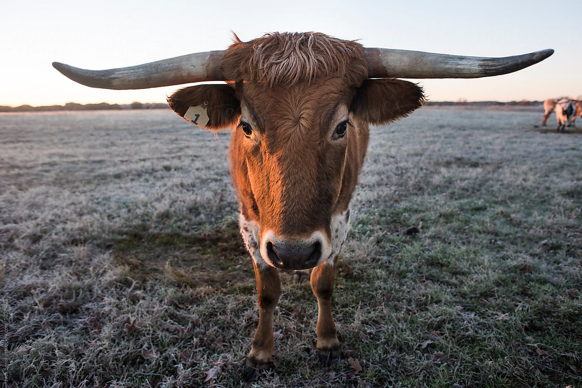 "Texas Longhorns At Sunrise On Frosted Winter Grass" by Stocksy ...