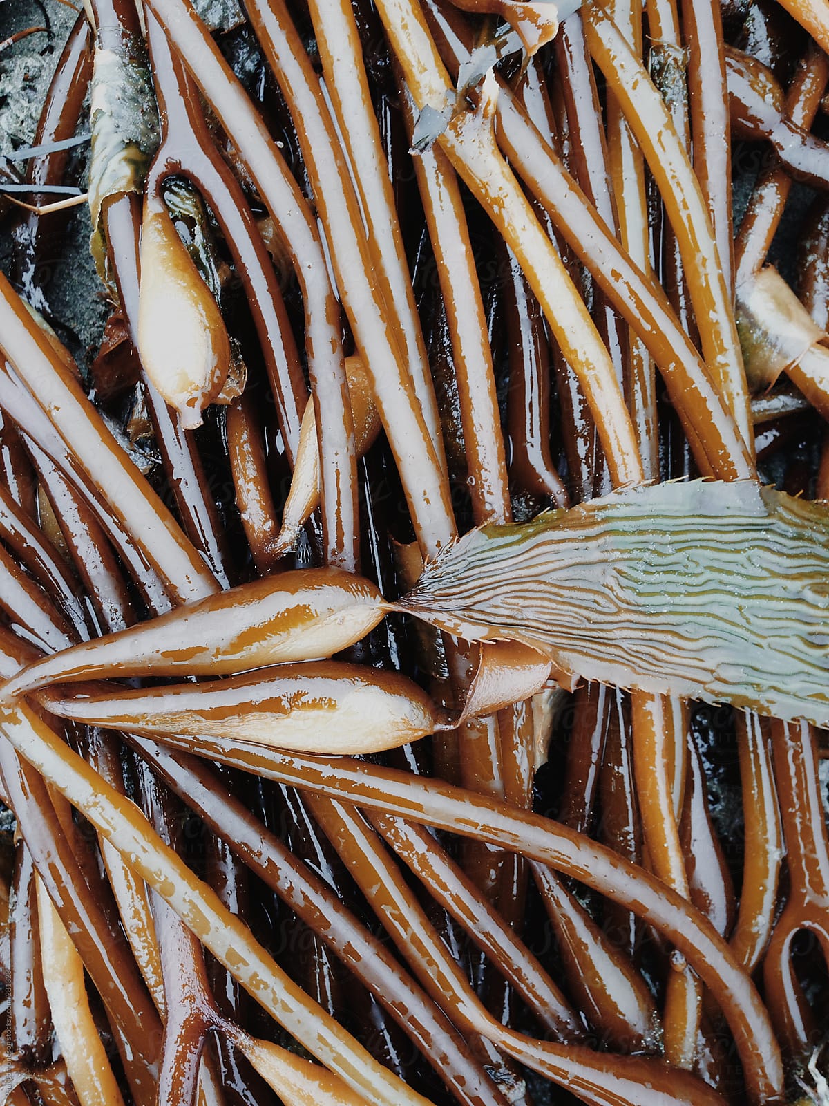 "Various Types Of Seaweed And Kelp, Olympic NP, WA" by Stocksy ...