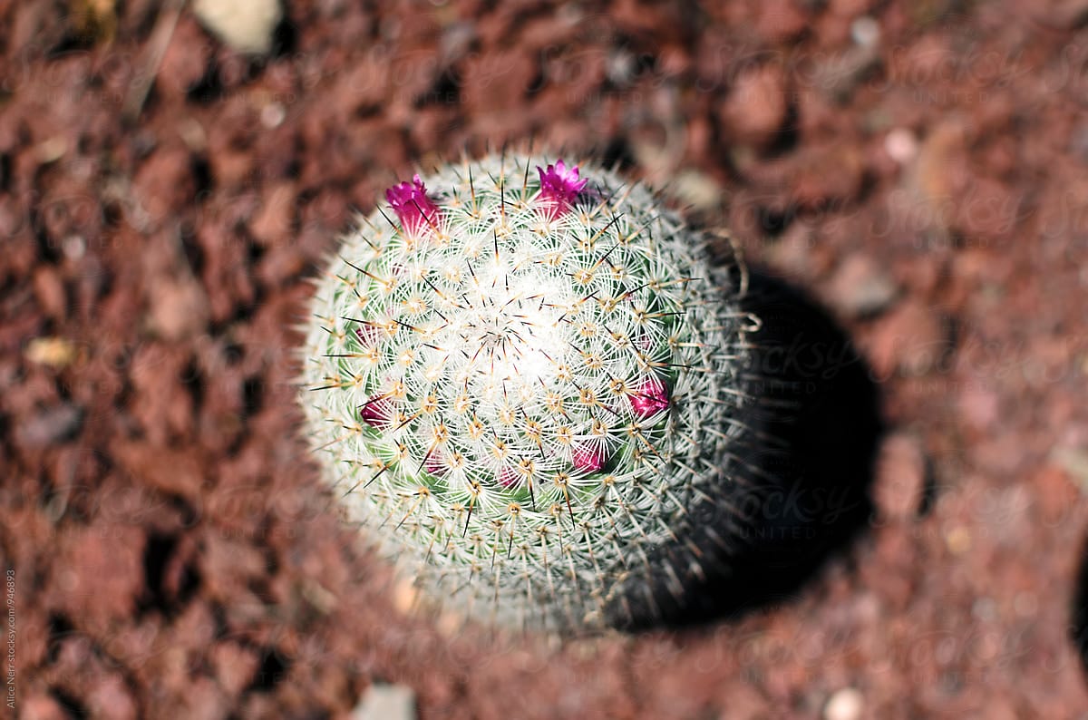 "Spiky Cute Cactus" by Stocksy Contributor "Alice Nerr" - Stocksy