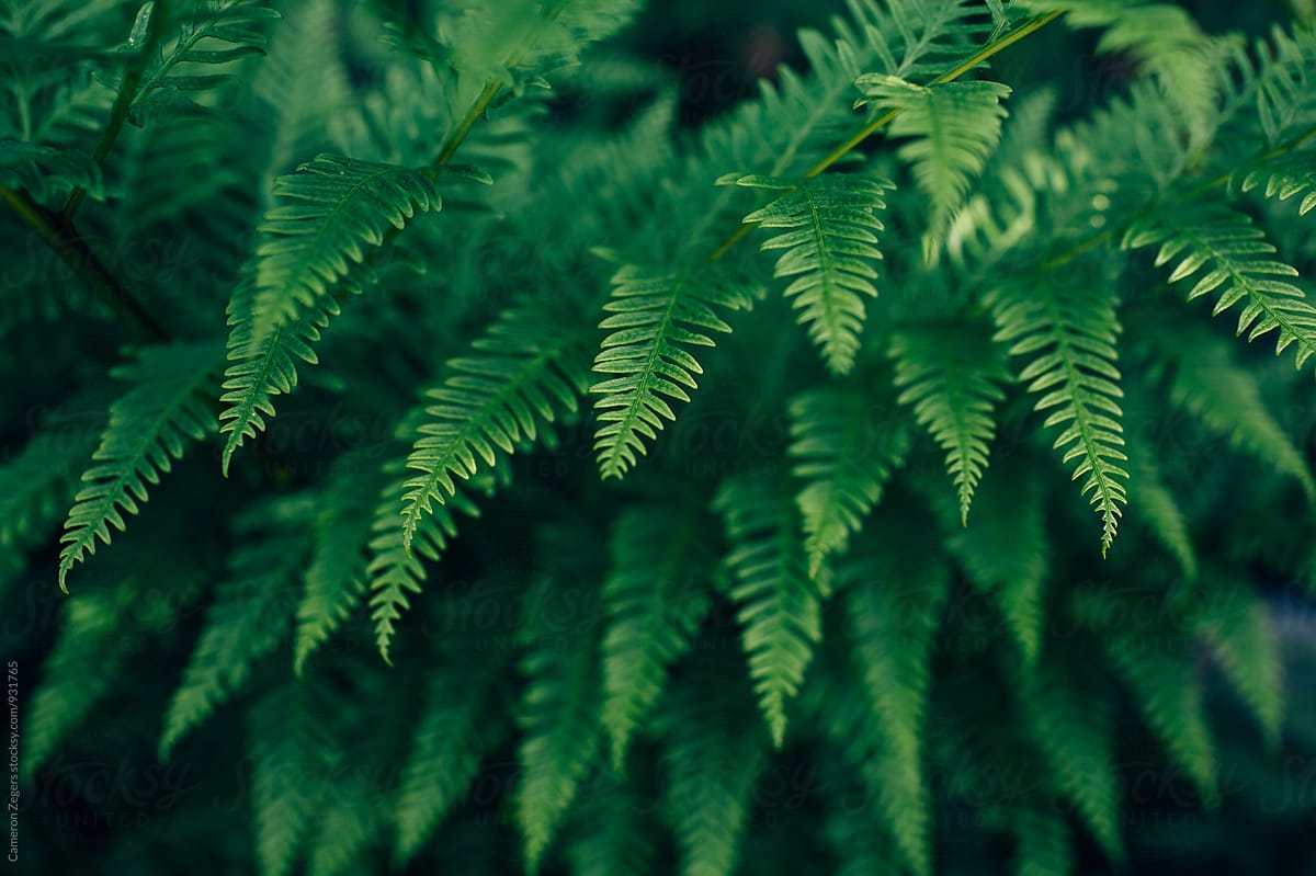 "New Zealand Fern" by Stocksy Contributor "Cameron Zegers" - Stocksy