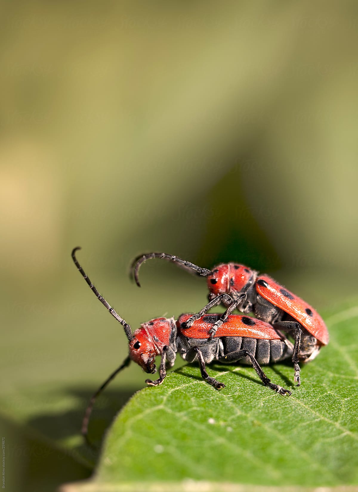 "Mating Pair Of Red Milkweed Beetles" by Stocksy Contributor "Brandon ...